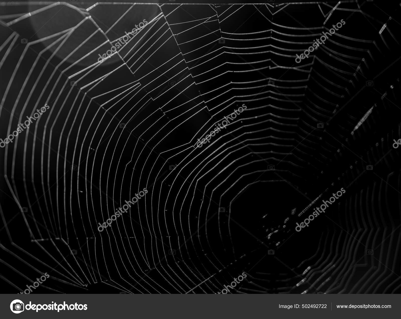 White Spider Web Isolated Black Background Stock Photo by ©borjomi88 ...