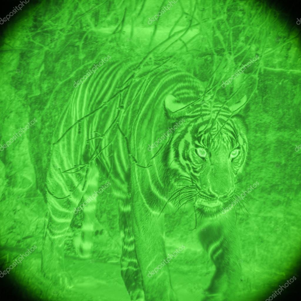 Tiger by night vision Stock Photo by ©hypotekyfidler.cz 83104942