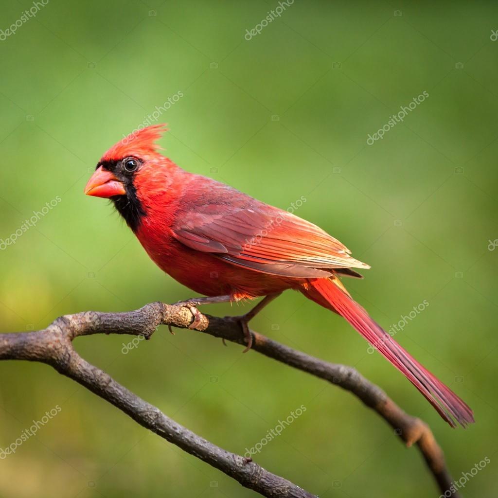 Male Northern Cardinal — Stock Photo © mandritoiu #82412036