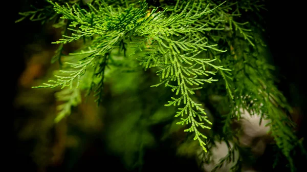 Cypress tree leaves Stock Photos, Royalty Free Cypress tree leaves ...