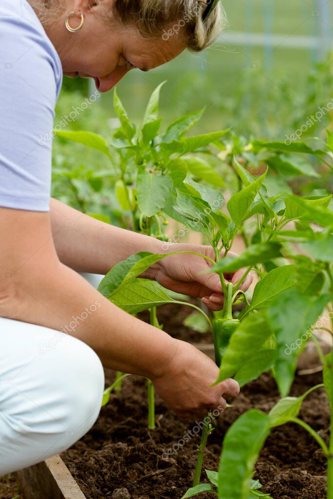 Mujer agricultora inspecciona las hojas de pimientos en el invernadero. Comprobaci n de pl ...