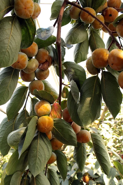 Persimmon tree Stock Photos, Royalty Free Persimmon tree Images | Depositphotos