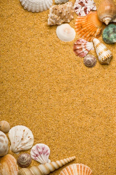 Sea shell on sand — Stock Photo © Irochka #5921541