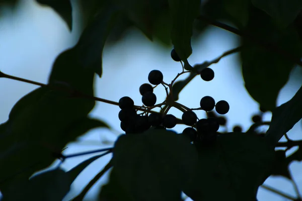 Jabuticaba trees Stock Photos, Royalty Free Jabuticaba trees Images ...
