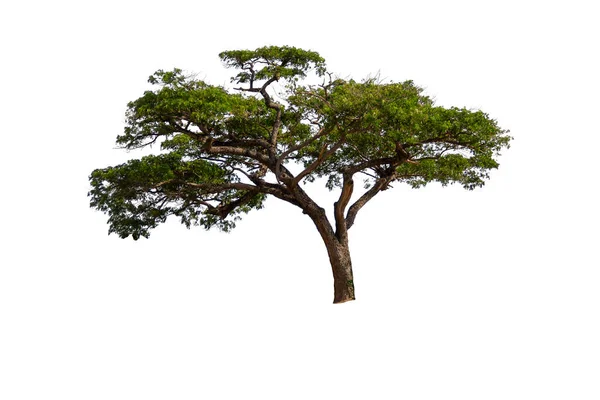 Tree africa Stock Photos, Royalty Free Tree africa Images | Depositphotos
