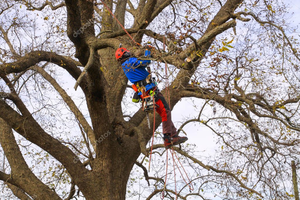 Arborista profesional trabajando ramas de ciruela en un rbol de nogal ...
