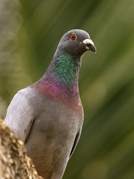 Homer pigeon Stock Photos, Royalty Free Homer pigeon Images | Depositphotos