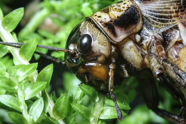 Mangeant des insectes Stock Photos, Royalty Free Mangeant des insectes ...