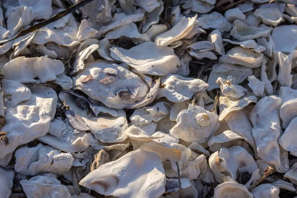 Oyster shells Stock Photos, Royalty Free Oyster shells Images ...
