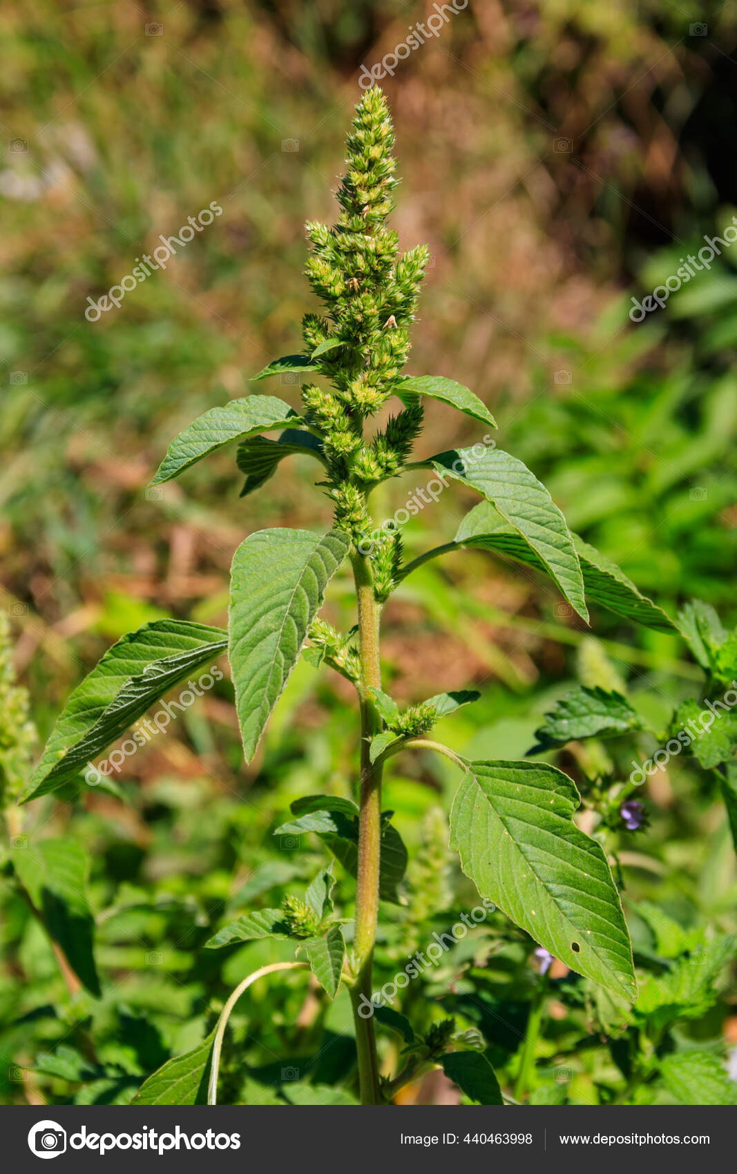 Pigweed Allergy