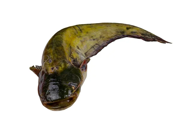 Mudfish Stock Photos, Royalty Free Mudfish Images | Depositphotos