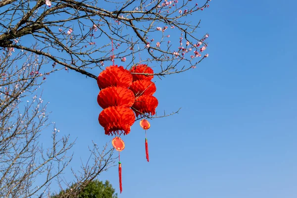 Chinese lantern tree Stock Photos, Royalty Free Chinese lantern tree ...