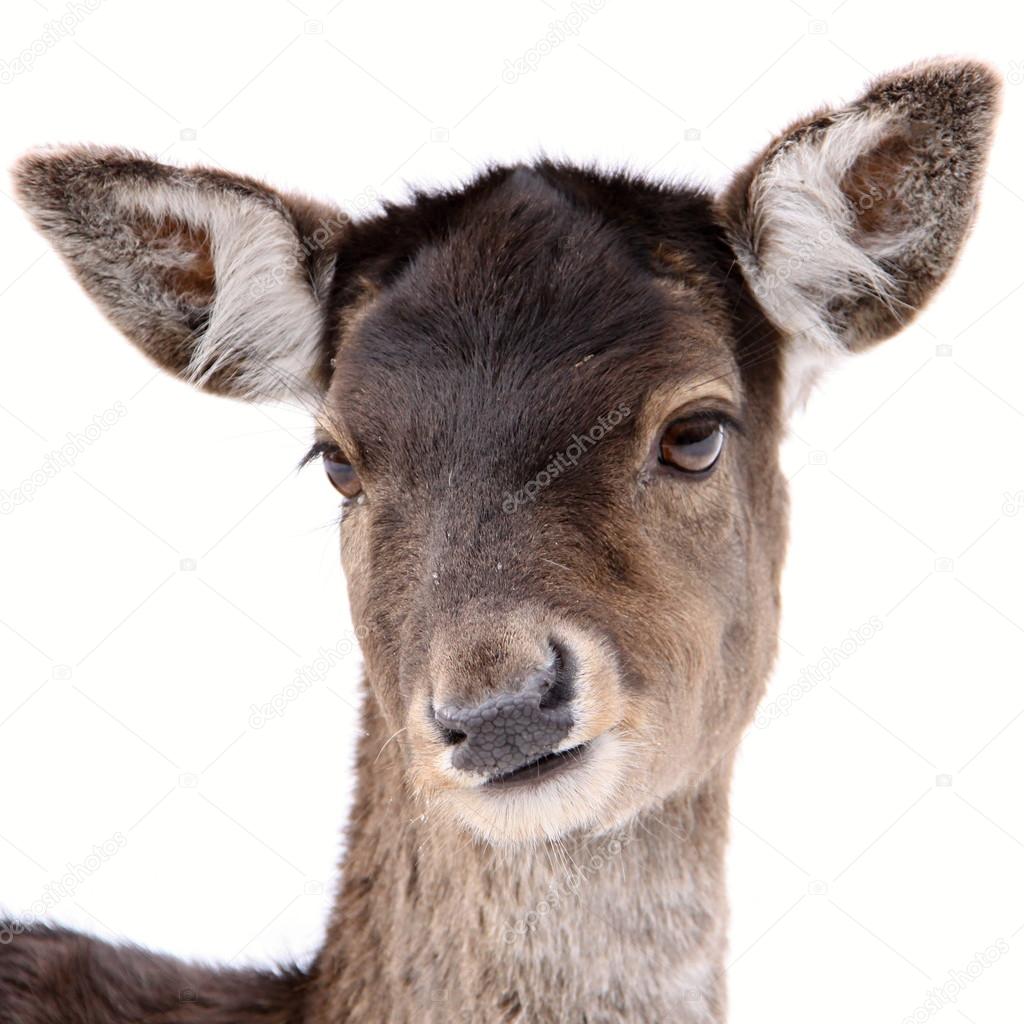 Young deer portrait — Stock Photo © OndrejSchaumann #83306888