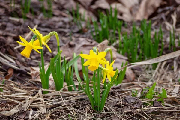 Connecticut spring Stock Photos, Royalty Free Connecticut spring Images ...