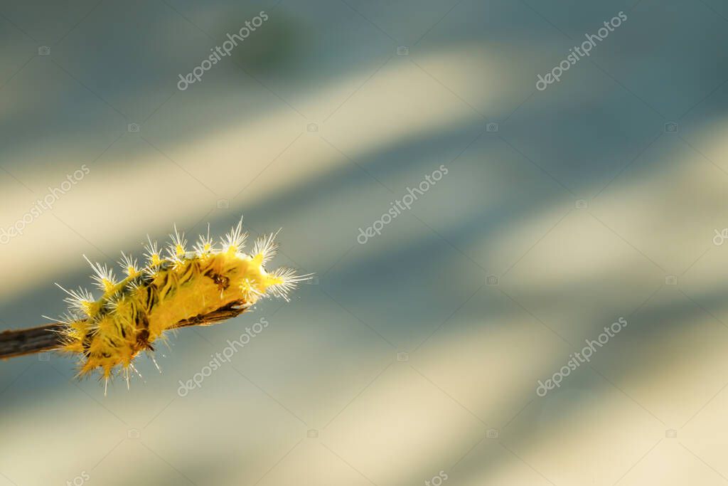 Parasa lepida, la oruga de ortiga o larva de ortiga de rayas azules, es ...