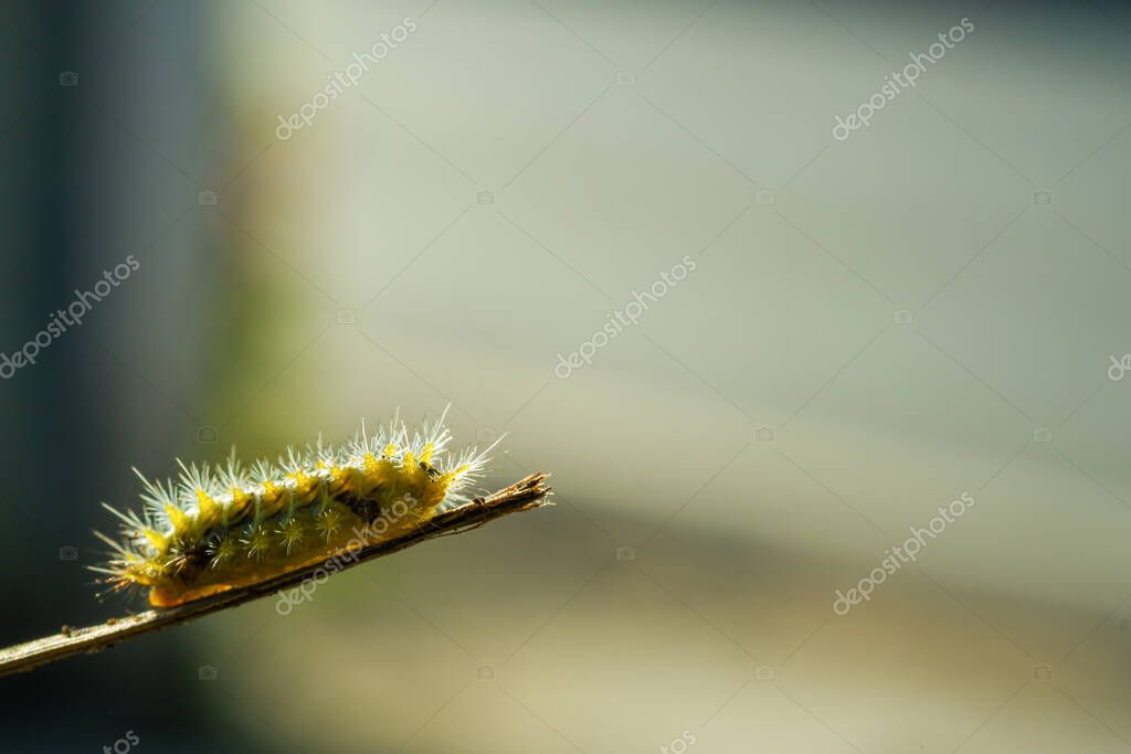 Parasa lepida, la oruga de ortiga o larva de ortiga de rayas azules, es ...