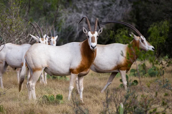 Scimitar Horned Oryx Bull Stock Photo by ©DJHolmes86 84127474