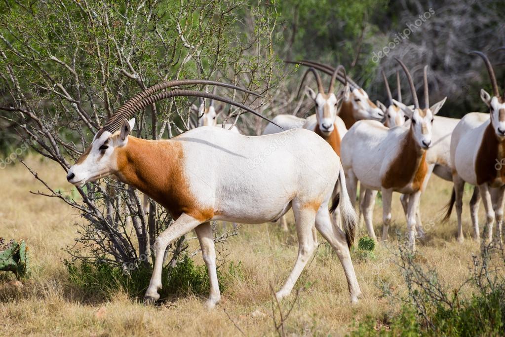 Scimitar Horned Oryx Bull Stock Photo by ©DJHolmes86 84127474