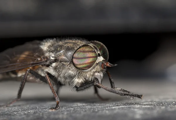 ᐈ Gadflies stock images, Royalty Free gadfly photos | download on ...