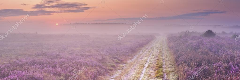 Heather field Stock Photos, Royalty Free Heather field Images ...