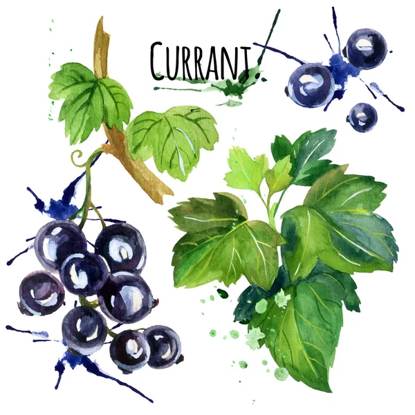 Watercolor drawing blackcurrant Stock Photos, Royalty Free Watercolor ...