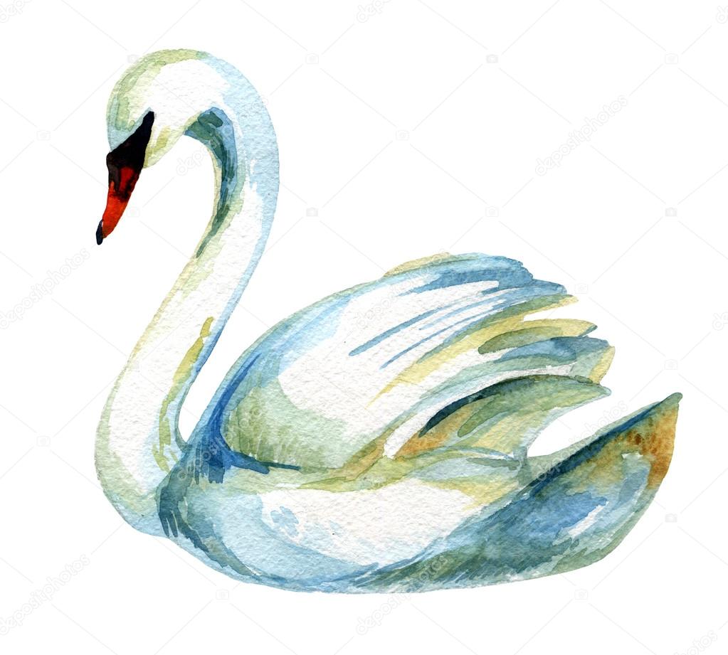 Watercolor swan | Watercolor swan isolated on white. — Stock Photo ...