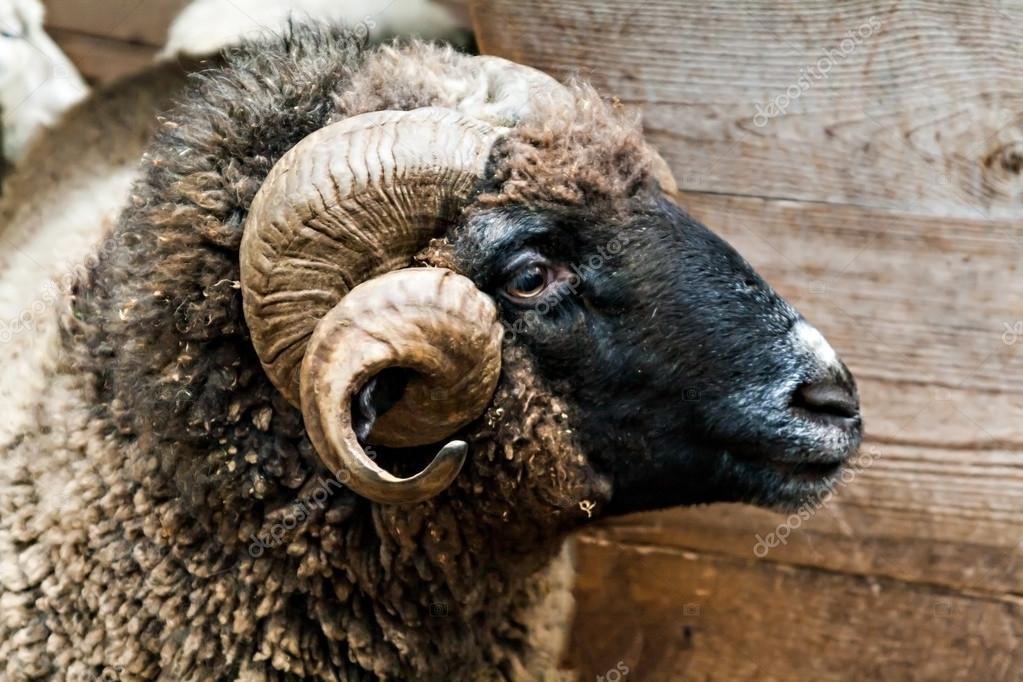 Ram's head with large horns close up Stock Photo by ©TanaCh 123887246