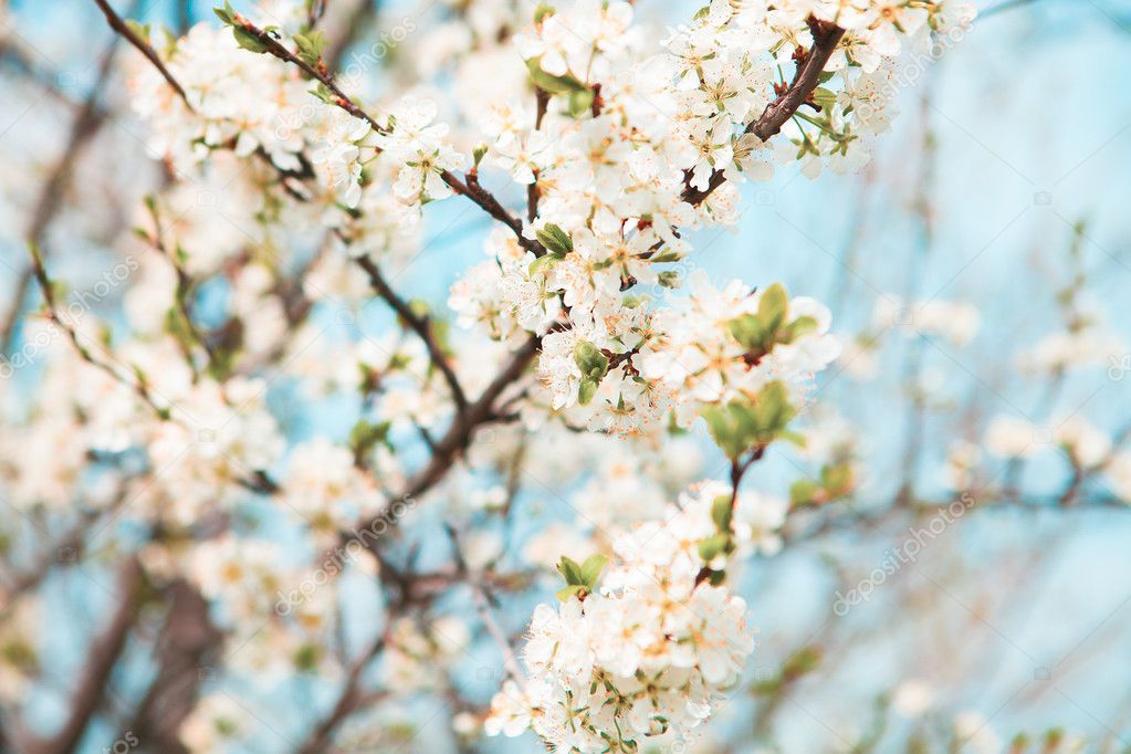 Blossom tree over nature background. Spring flowers. Spring Back Stock ...