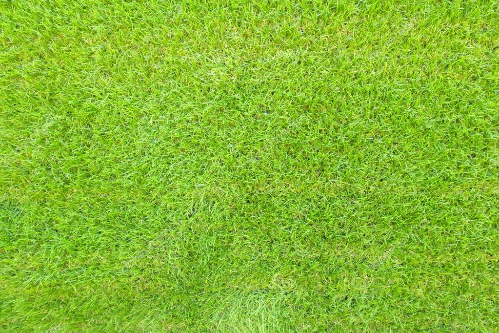 Top view of green grass background texture. — Stock Photo © Tirachard ...