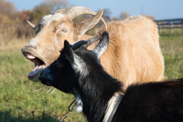 Goat licking Stock Photos, Royalty Free Goat licking Images | Depositphotos