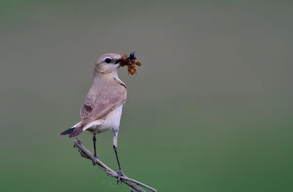 Insect eating bird Stock Photos, Royalty Free Insect eating bird Images ...