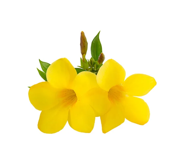 Bela Flowers Photos | Best Flower Site