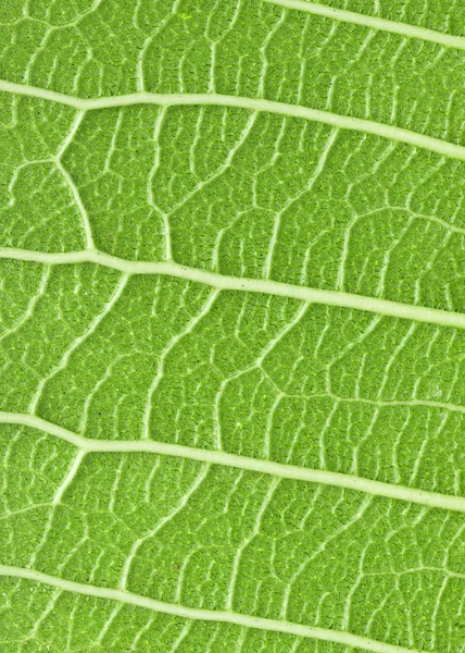 Leaf pattern Stock Photos, Royalty Free Leaf pattern Images | Depositphotos