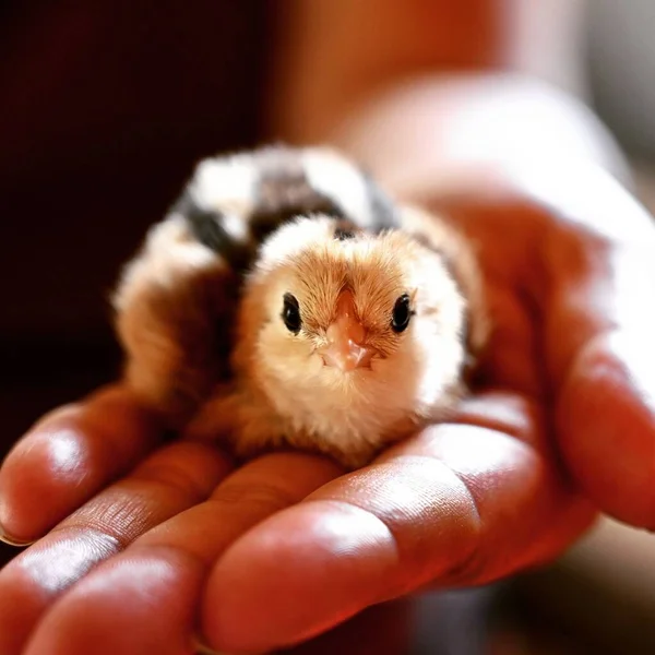 Beautiful little chicken Stock Photos, Royalty Free Beautiful little ...