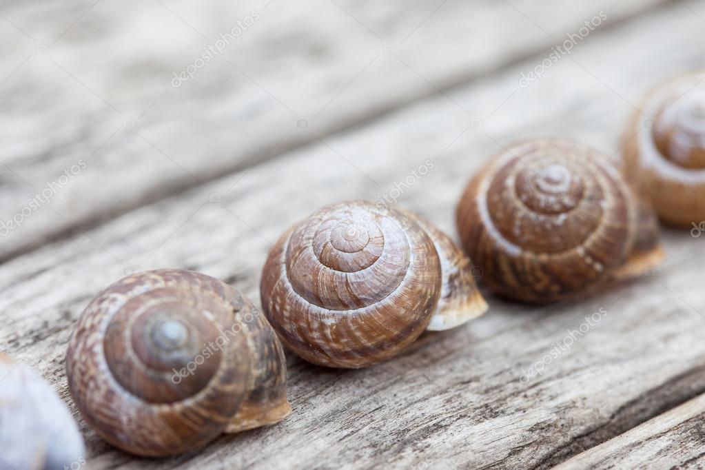 Range of spiral snail shells on old wooden surface — Stock Photo ...