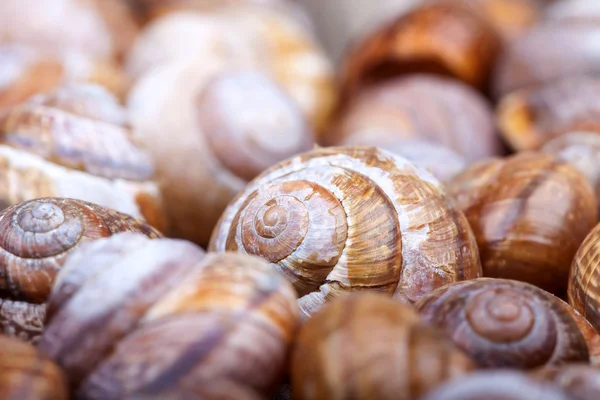 Range of spiral snail shells on old wooden surface — Stock Photo ...