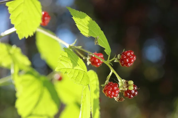 Framboise sauvage images libres de droit, photos de Framboise sauvage ...