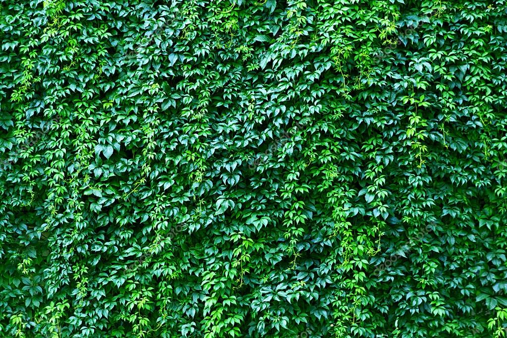 Wall covered with vines — Stock Photo © andre2013 #123609974