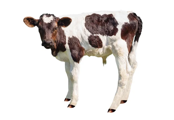 Pictures : cows pooping | Holstein cow pooping, 5 years old, in front ...