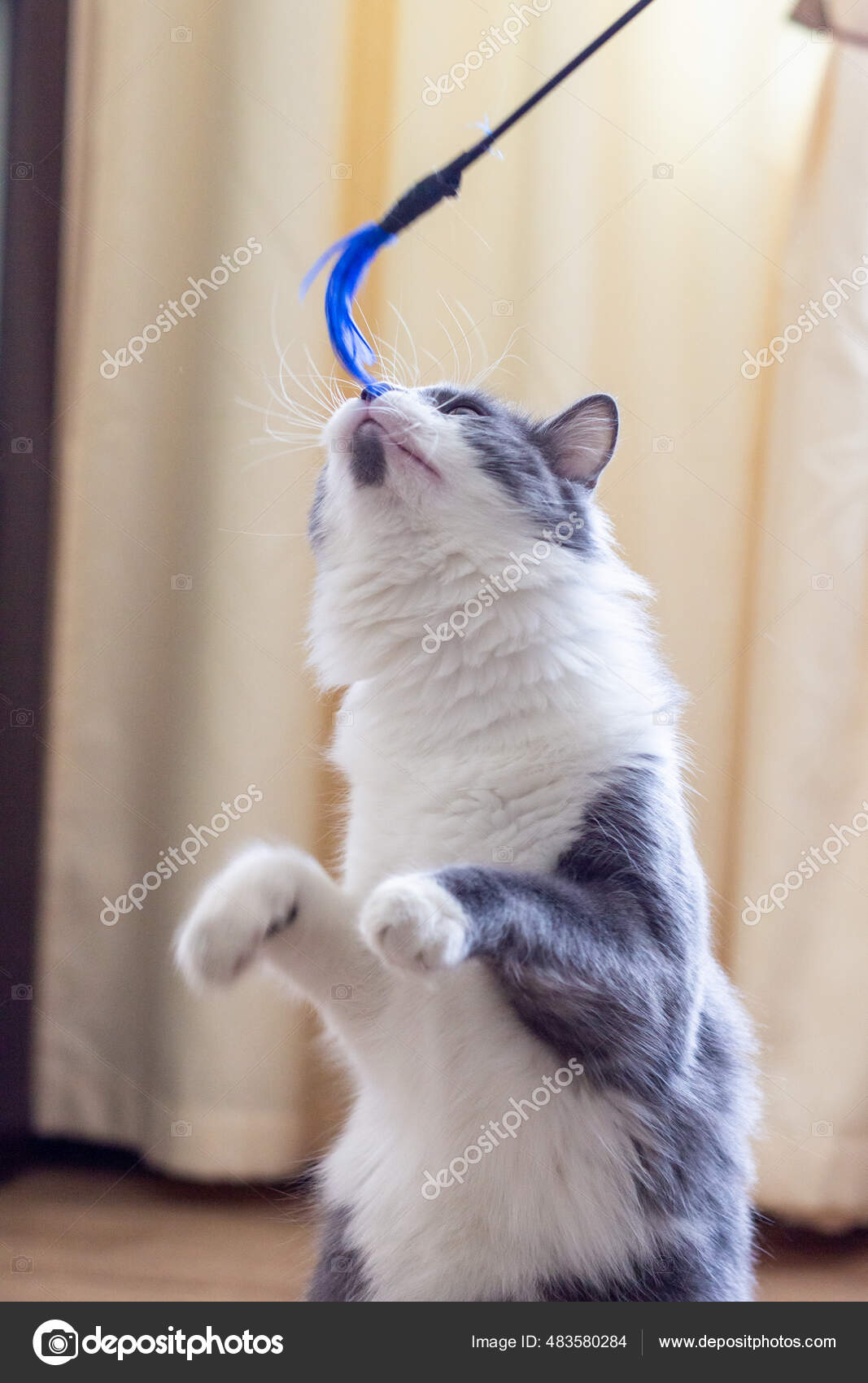 Gray White Fluffy Cat Plays Cat Toy Made Feathers Room — Stock Photo ... Gray White Fluffy Cat Plays Cat Toy Made Feathers Room — Stock Photo ...