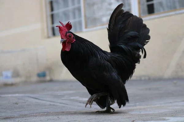 Scared rooster images libres de droit, photos de Scared rooster ...