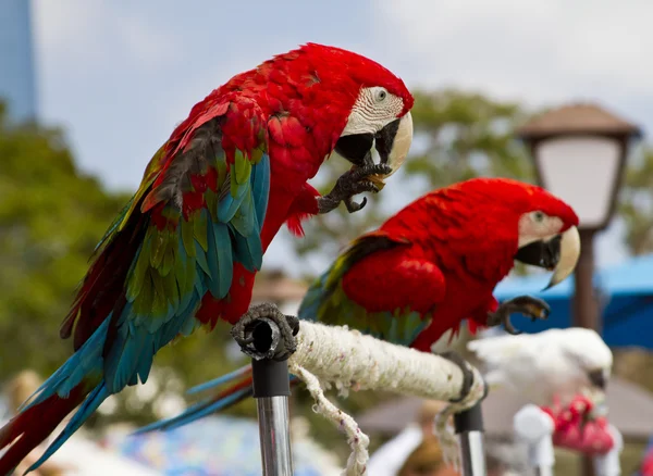 Parrots in the circus Stock Photos, Royalty Free Parrots in the circus ...