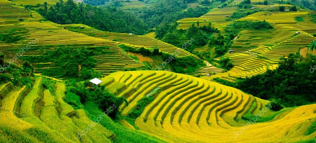 Campos de arroz en terrazas de Mu Cang Chai, YenBai, Vietnam. Los ...