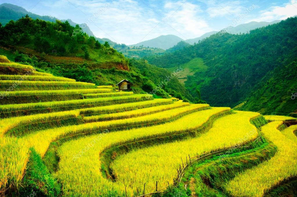 Campos de arroz en terrazas de Mu Cang Chai, YenBai, Vietnam. Los ...