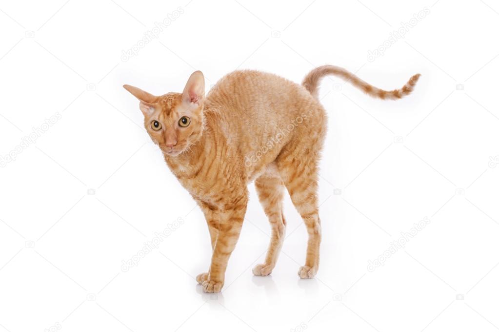 Orange Cornish Rex