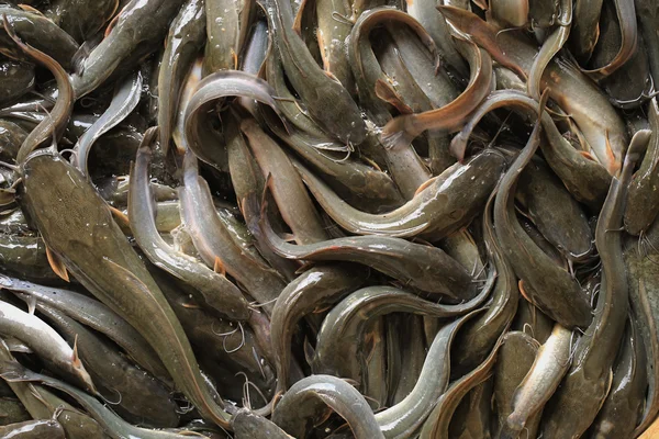 Catfish farm Stock Photos, Royalty Free Catfish farm Images | Depositphotos