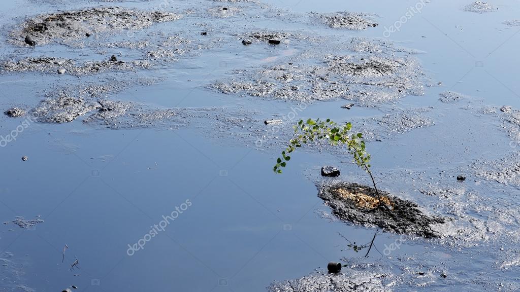 Efectos de la naturaleza del suelo contaminado con productos químicos y ...