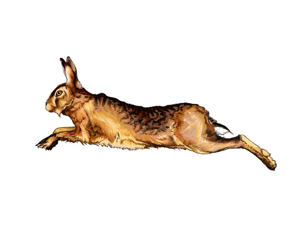 Running Hare Clip Art