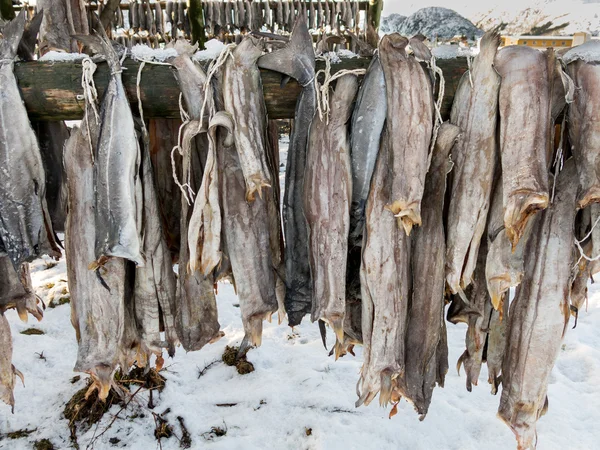 Stockfish Stock Photos, Royalty Free Stockfish Images | Depositphotos