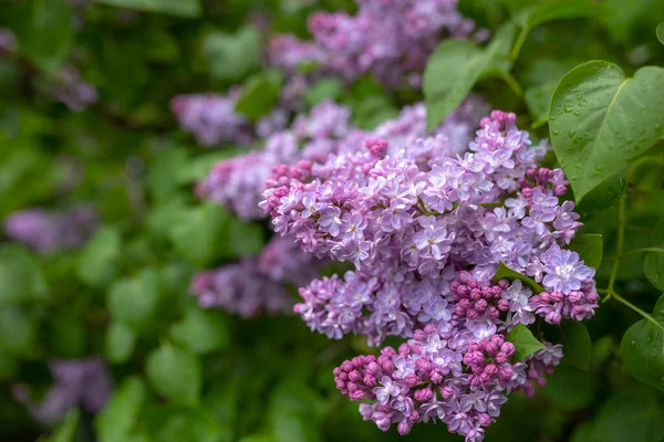Syringa vulgaris stepman Stock Photos, Royalty Free Syringa vulgaris ...